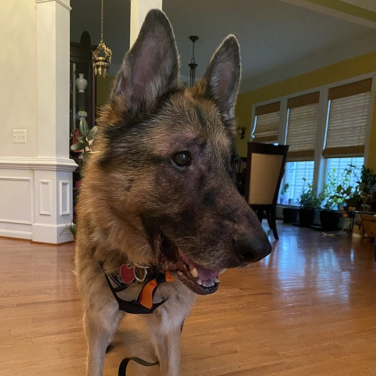VitalPaws - Your Dog's Daily Nutrition