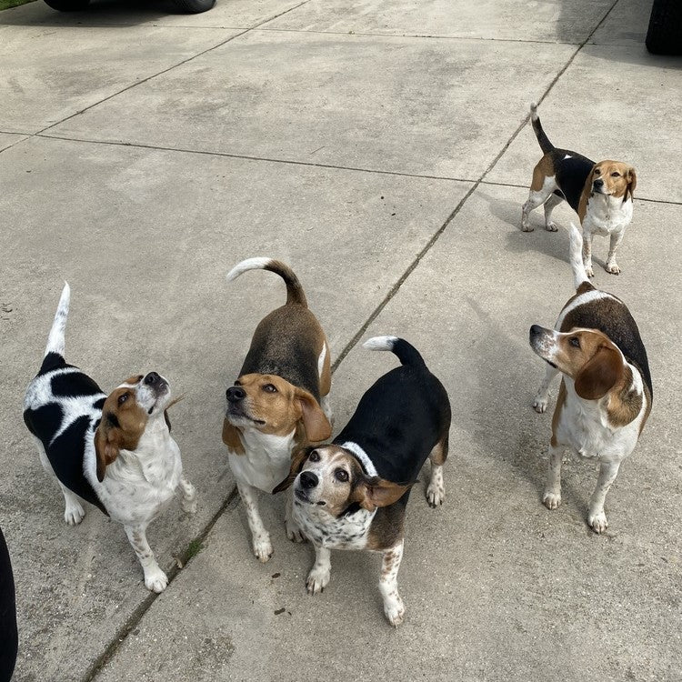 VitalPaws - Your Dog's Daily Nutrition