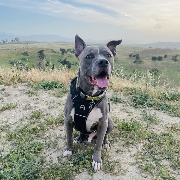 VitalPaws - Your Dog's Daily Nutrition